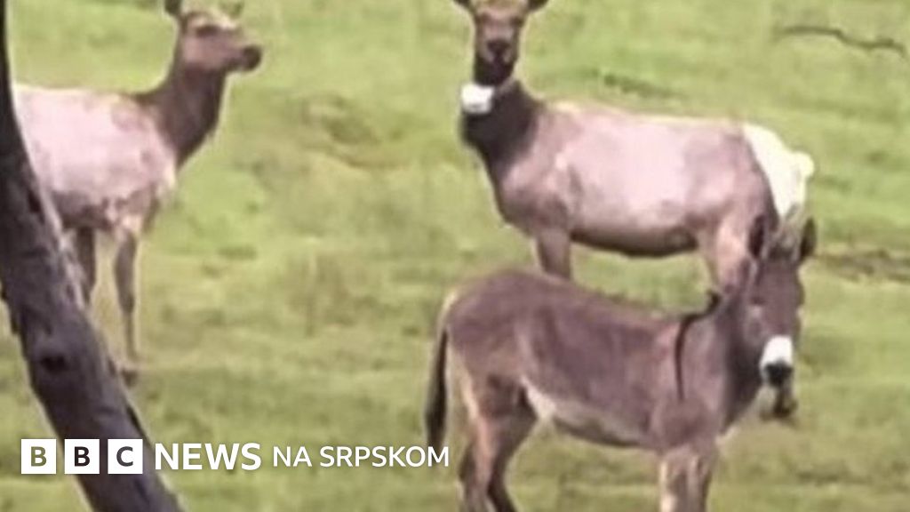 Životinje: Odbegli magarac ljubimac „uživa u životu" sa krdom jelena ...