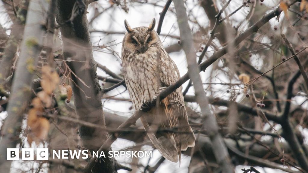 Životinje i priroda Srbije: Otkud sova utina u panonskoj Kikindi - BBC ...