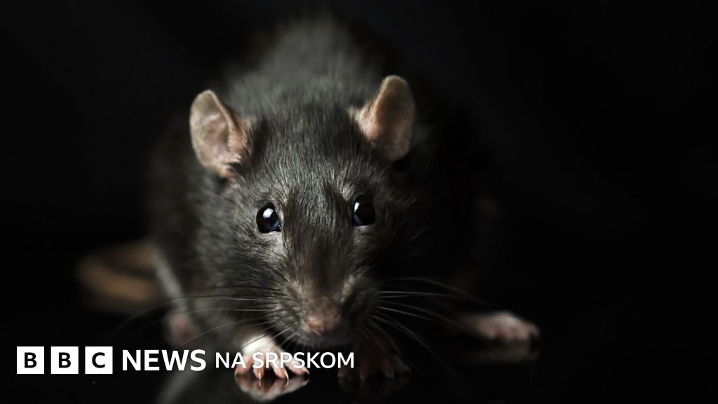 Životinje i priroda: Novi Zeland nastoji da istrebi predatore kako bi ...