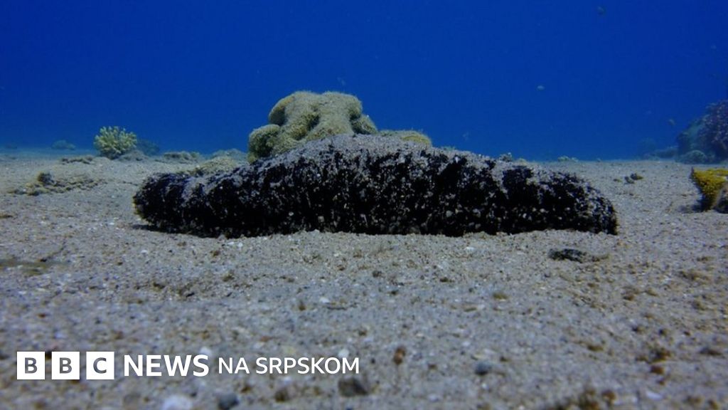 Životinje i zagađenje okeana: Morski krastavac, nevidljivi heroj iz morskih dubina - BBC News na ...