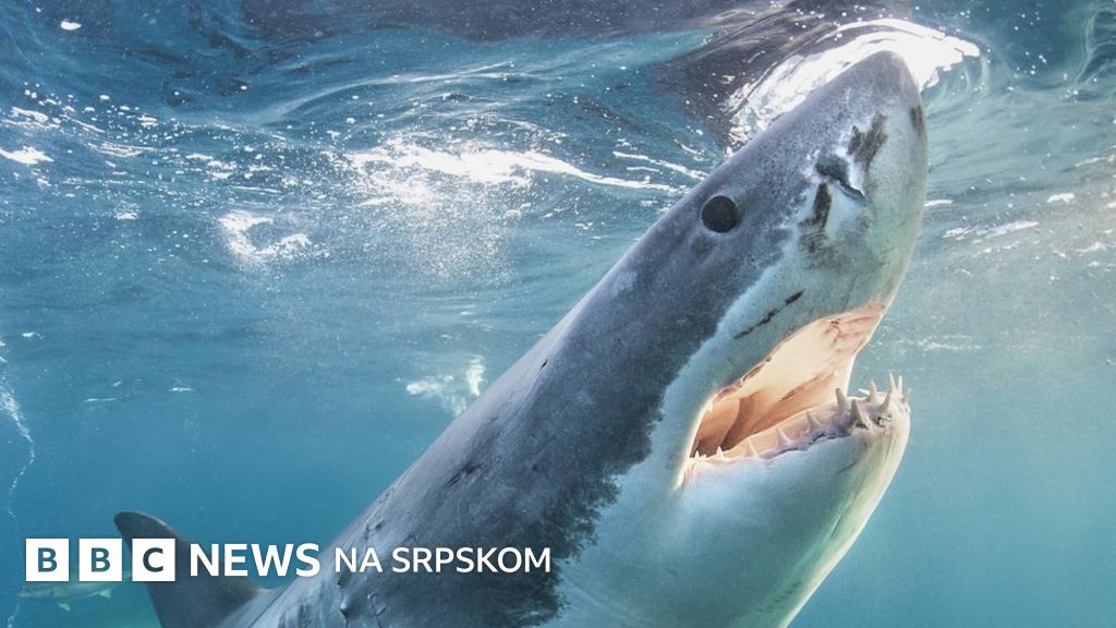 Životinje i tehnologija: Jutjuber objavio prvi snimak novorođenčeta velike bele ajkule - BBC ...