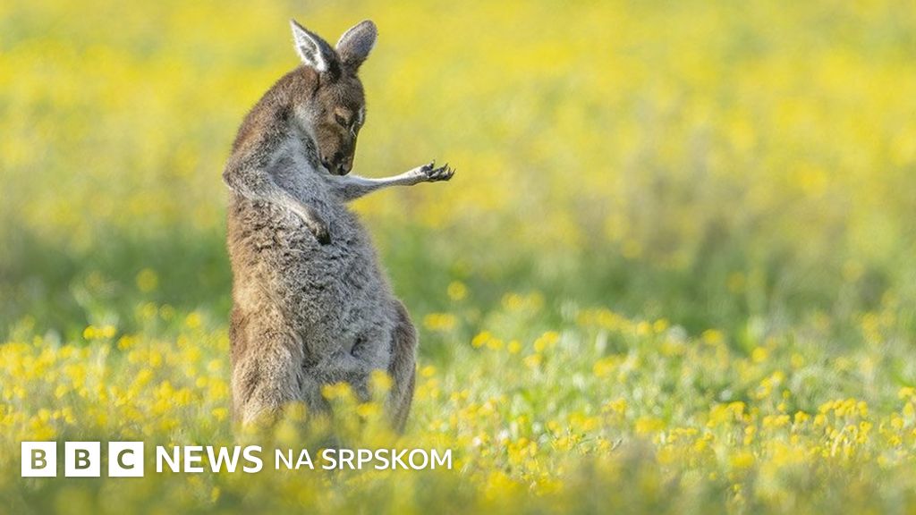Najsmešnije fotografije životinja 2023: U finalu kengur gitarista ...