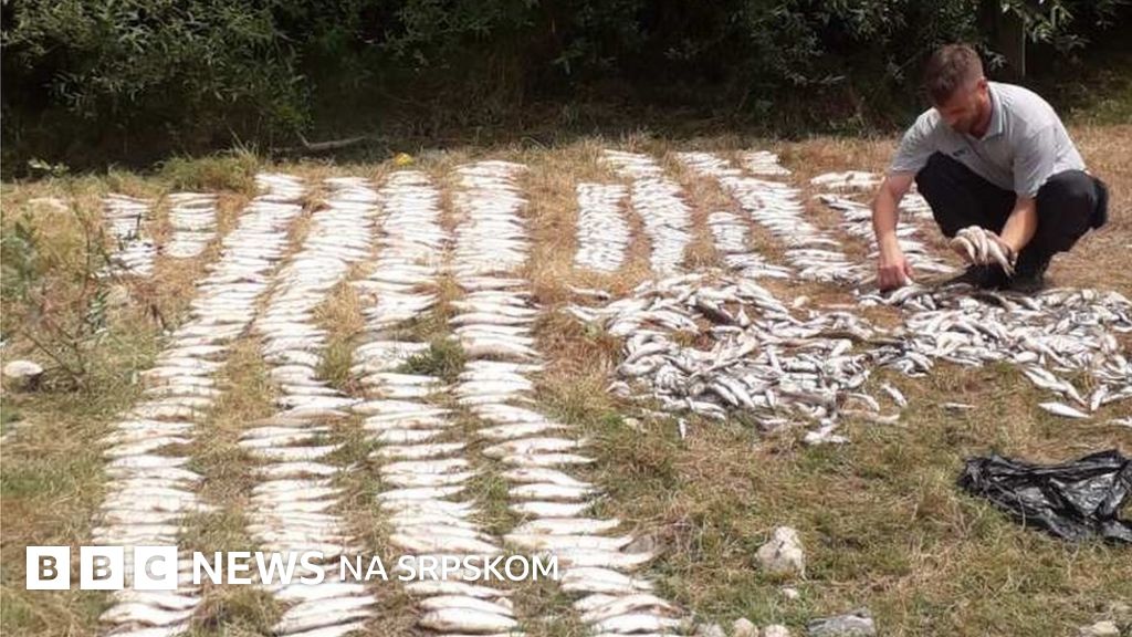 Srbija i ekologija: Pomor ribe u reci Kolubari - „Ljudska bahatost ...