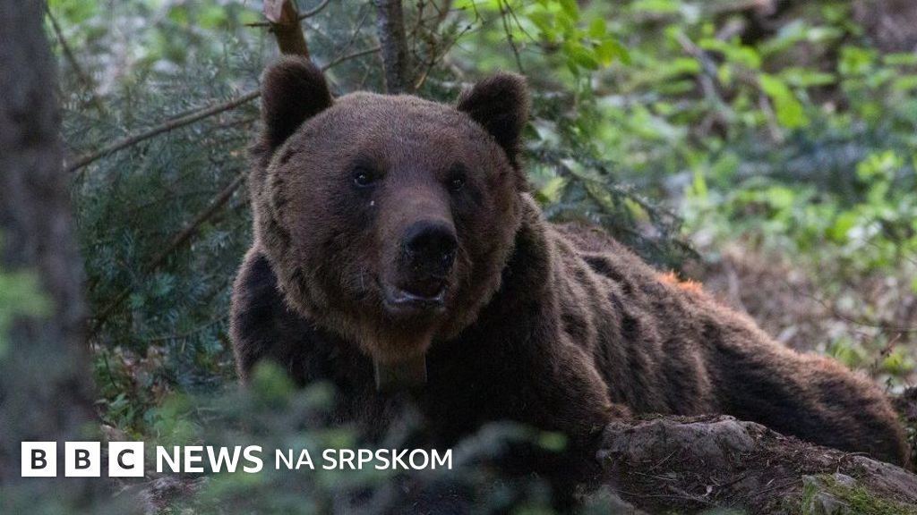 Mrki medvedi u Crnoj Gori: Zbog ugroženosti i gladi silaze u sela - BBC News na srpskom