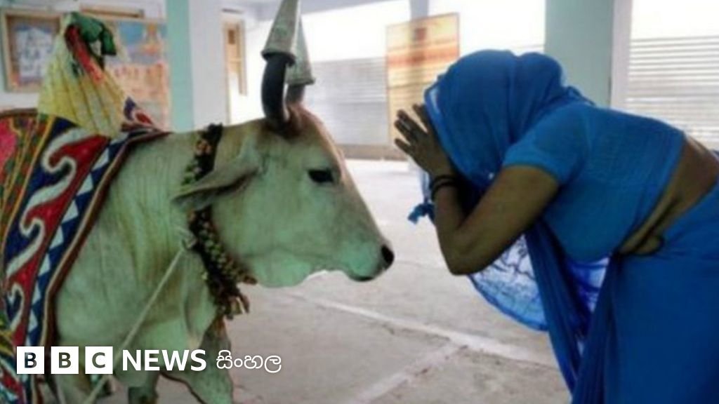 ගව ඝාතනයට වසර හතක සිර දඬුවමක් - BBC News සිංහල