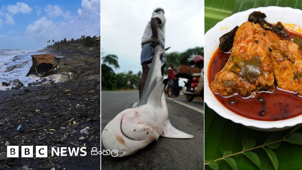 X-Press Pearl නැව සහ පරිසර හානිය: මාළු කෑම හොඳද? නරකද? මාළු වෙනුවට ගත ...