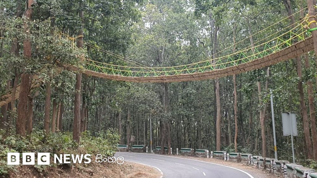 ඉන්දියාවේ උරගයින් සහ කුඩා සතුන් වෙනුවෙන් පාලමක් - BBC News සිංහල