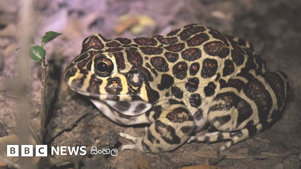 'කොටි සමක් ඇති' දුර්ලභ ගෙම්බාගේ ලිංගික ජීවිතය - BBC News සිංහල