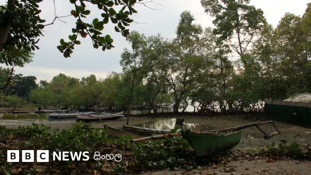කලපුව කියන්නේ කලපුව-ආරියවතී ගලප්පත්ති - BBC News සිංහල