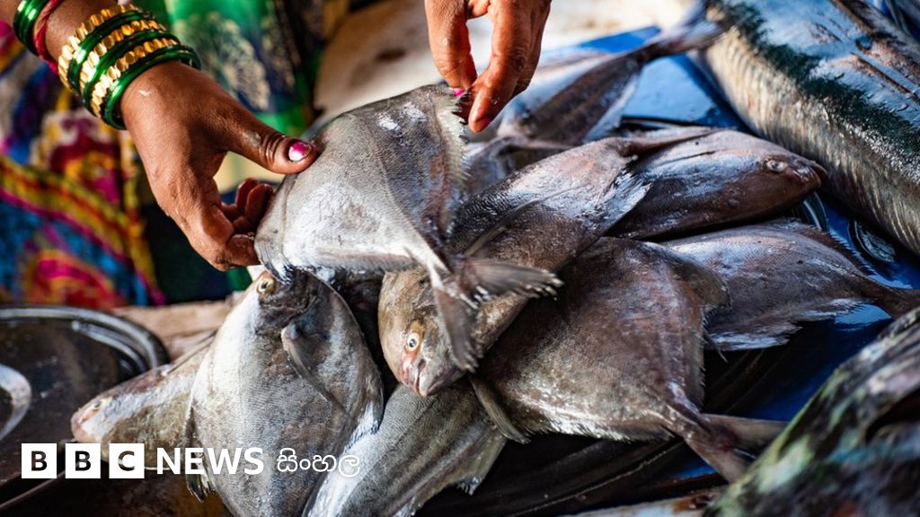 'අපි පැය ගාණක් මුහුදේ ඉන්නවා, ඒත් මාළු නැහැ' - BBC News සිංහල