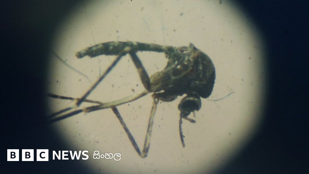 වැලි මැස්සාගෙන් ප්‍රවේසම් වන්න! - BBC News සිංහල