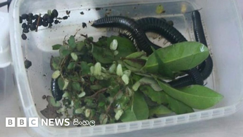 සිංහරාජය: විදේශිකයන් පහක් අත්අඩංගුවට - BBC News සිංහල