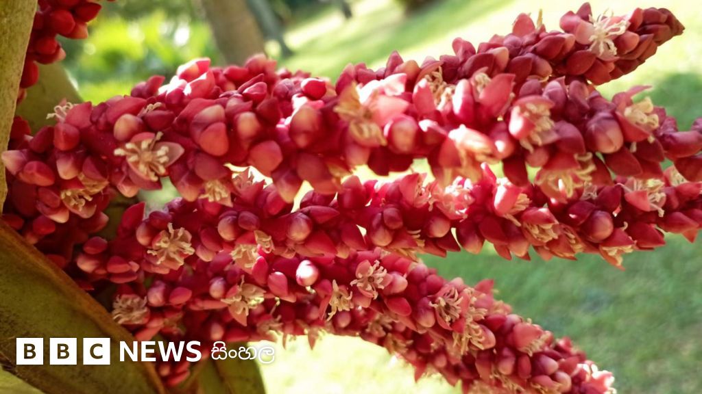 රන් දෝතළු: මෙතරම් වටින්නේ ඇයි? - BBC News සිංහල