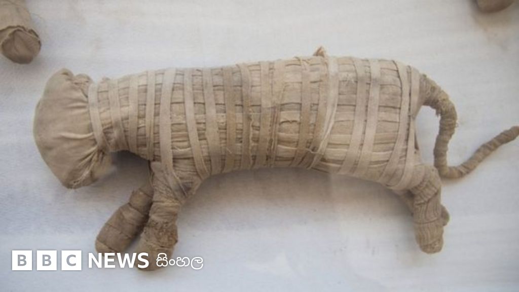 පැරණි ඊජිප්තුවේ සත්ත්ව සොහොන්ගැබක තොරතුරු - BBC News සිංහල