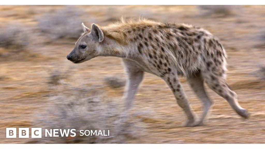 Dhurwaa fara ba'an ku haya dadka iyo duunyada degmada Taleex - BBC News ...