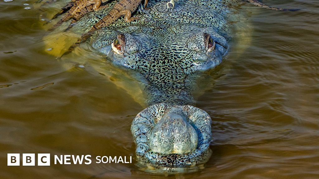 Sawirqaadaha duurjoogta ee sannadka: Meeqaa Yaxaas ayaad ku aragtaa ...