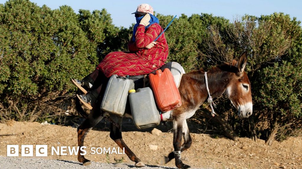 Toddobaadka iyo sawirrada qaaradda Afrika - BBC News Somali