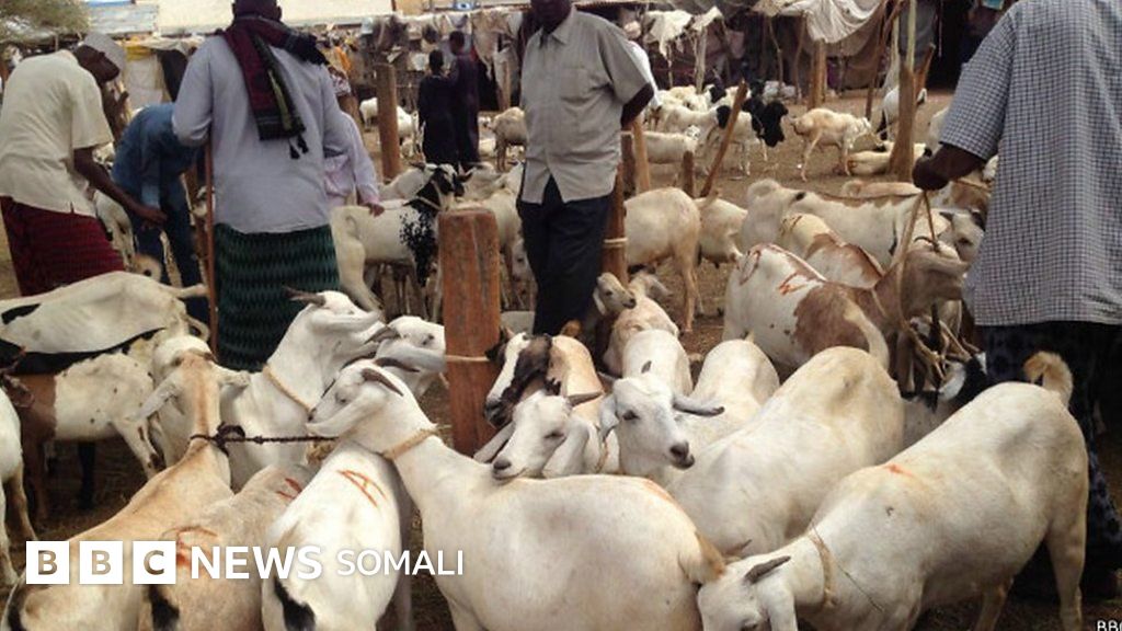 Abaarta oo saamaysay suuqa xoolaha ee Gaarisa - BBC News Somali