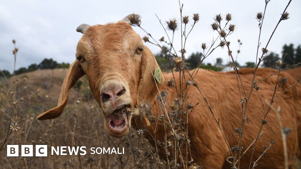 Xoolaha Jigjiga: Maxay tahay sababta la isaga gawracayo - maxay ...