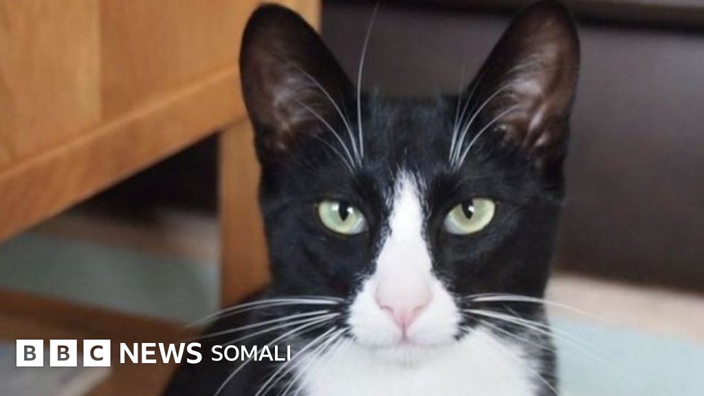 Mukulaal dariska lacag kasoo xadday - BBC News Somali