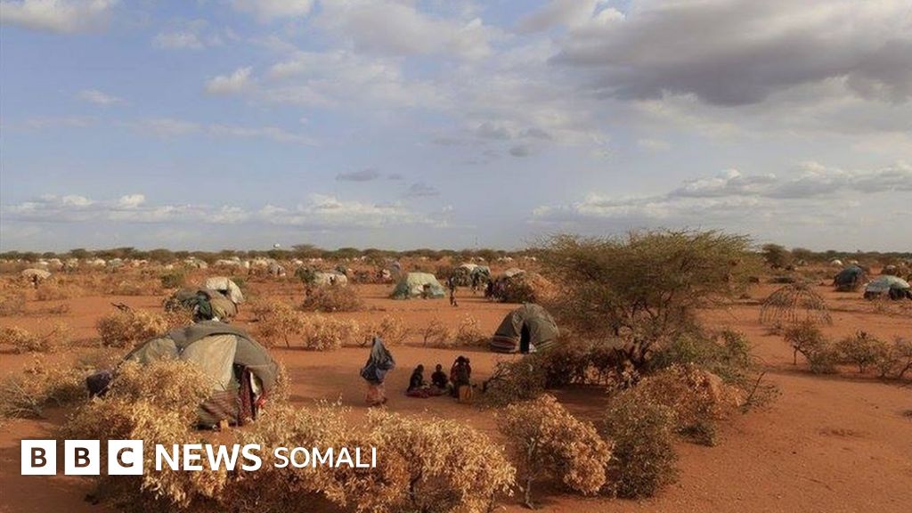 Dadka iyo xoolaha haray waxay wada cunaan raashiinka yar ee ay haystaan ...