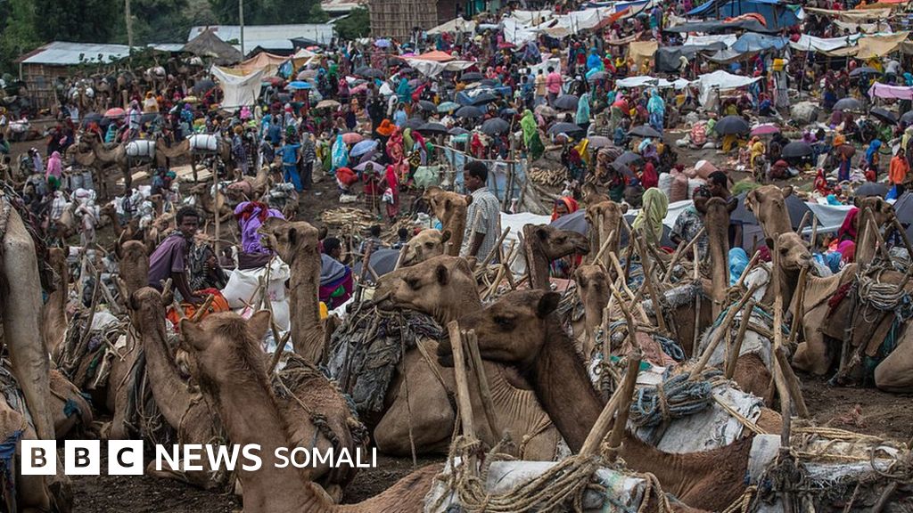 Itoobiya: Dad loo laayey aano qabiil - BBC News Somali