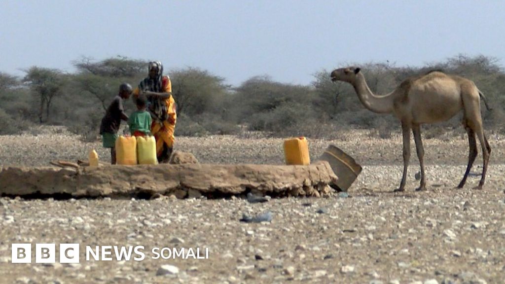 Sawirro: Abaaraha ka taagan gobolka Soomaalida Itoobiya - BBC News Somali