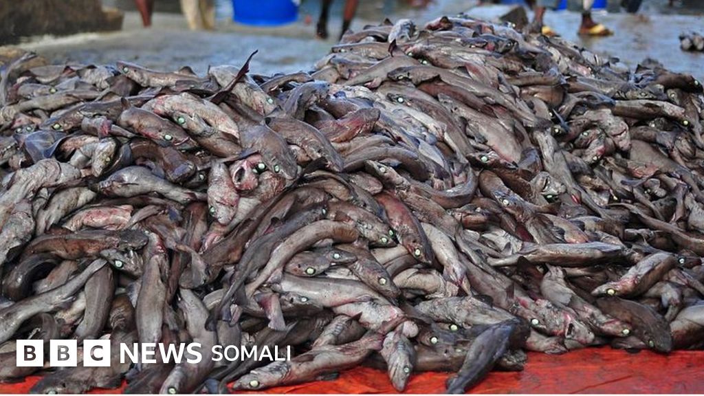 Kalluunka ku soo caariyay Muqdisho oo dowladda ay sheegtay in uusan ...