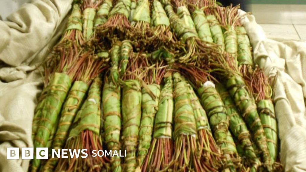 Qaad ka dagay Soomaaliya inkastoo la mamnuucay - BBC News Somali