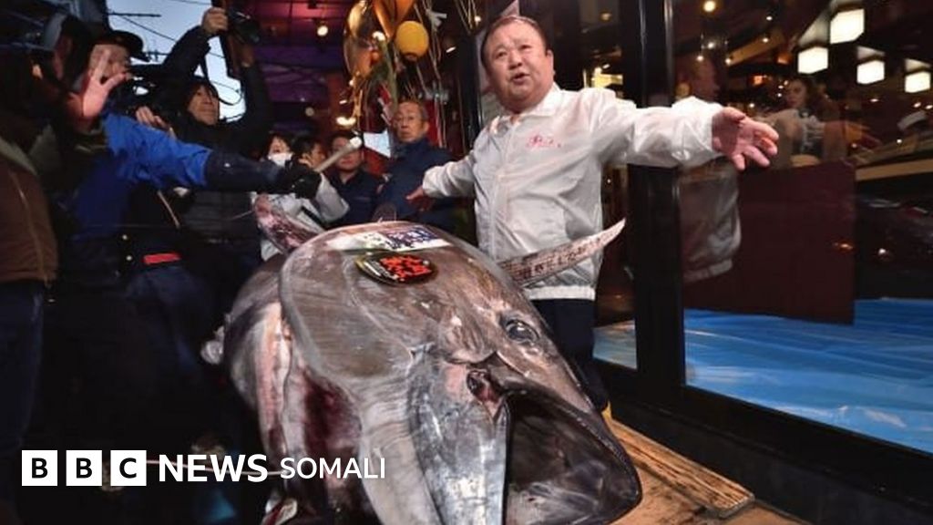 Nin hal kalluun ah ku iibsaday ku dhawaad 2 milyan oo doolar - BBC News ...