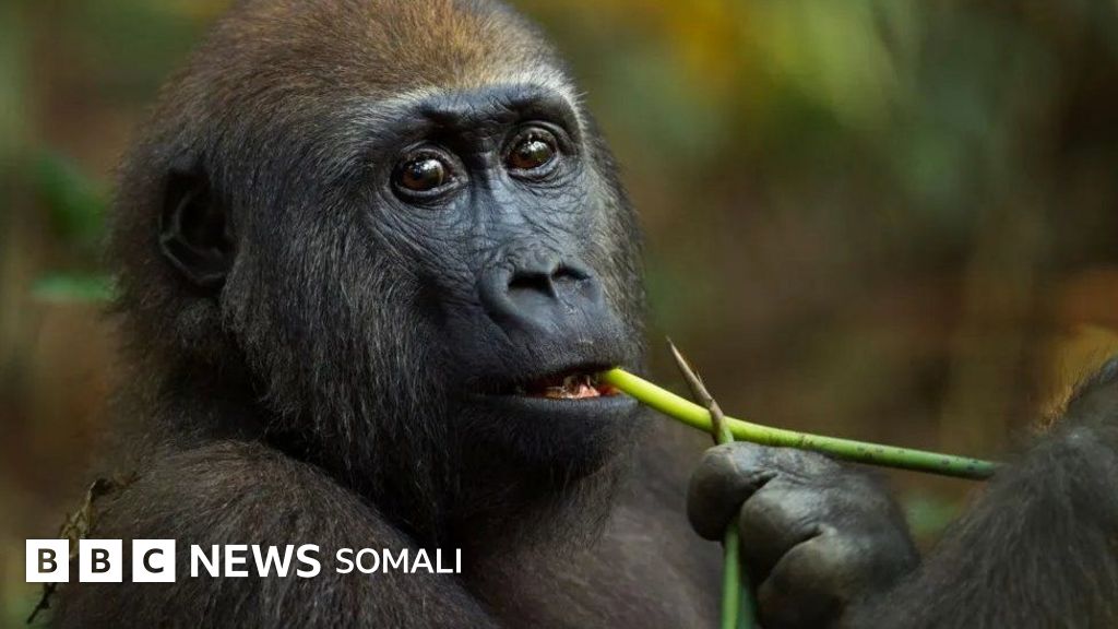 Daanyeerrada dhirta isku daweeya oo gacan ka geysan kara helidda daawo ...