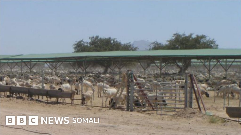 Kismaayo oo laga furay maxjarka xannaanada xoolaha - BBC News Somali