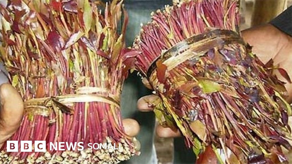 Jaadka Kenya: Faahfaahin ku saabsan diyaradda sidday jaadka oo laga soo ...