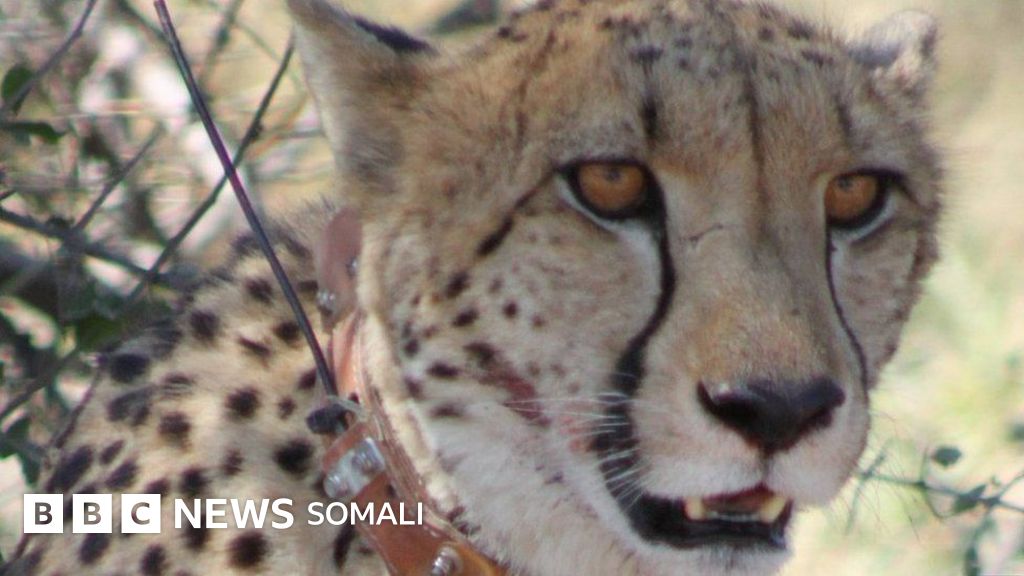 Sidee looga baxsan karaa libaax ama harmacad? - BBC News Somali