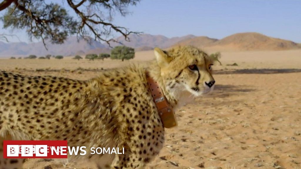 Hargeysa: Dhakhtar Yurub uga soo duulay si uu Harimacad u kabo - BBC ...