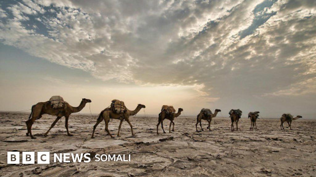 Xildhibaan dalbaday in xoolaha Sooomaalida Kenya suuq loo raadiyo - BBC ...