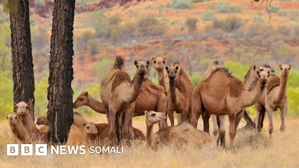 "Geela haddey naceen annaga macaawino ahaan hannoo siiyaan" - BBC News ...