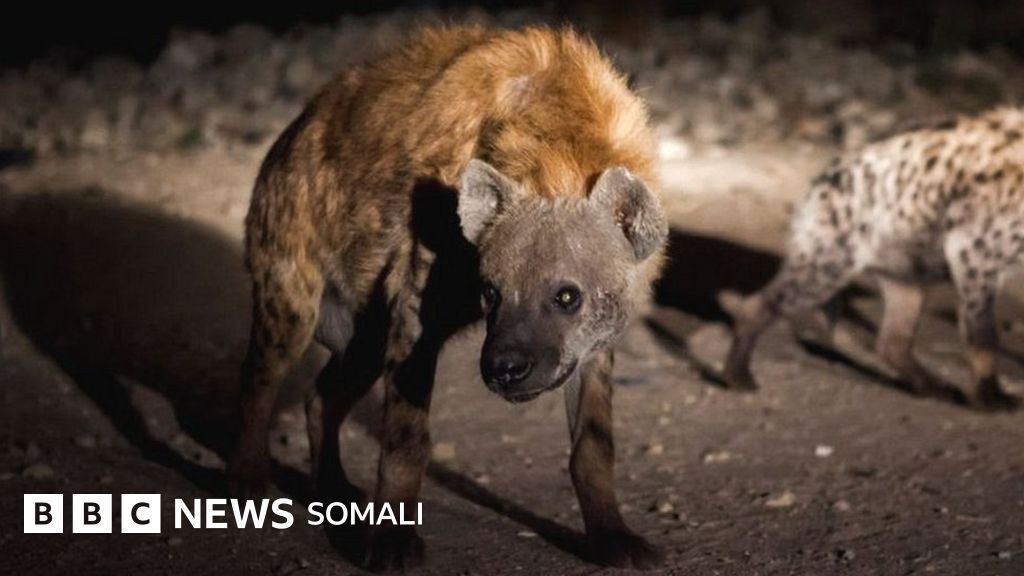 Tigray: "Waxaan waynay waqti aan ku aasno maydadka, haatanse dhurwaa ...