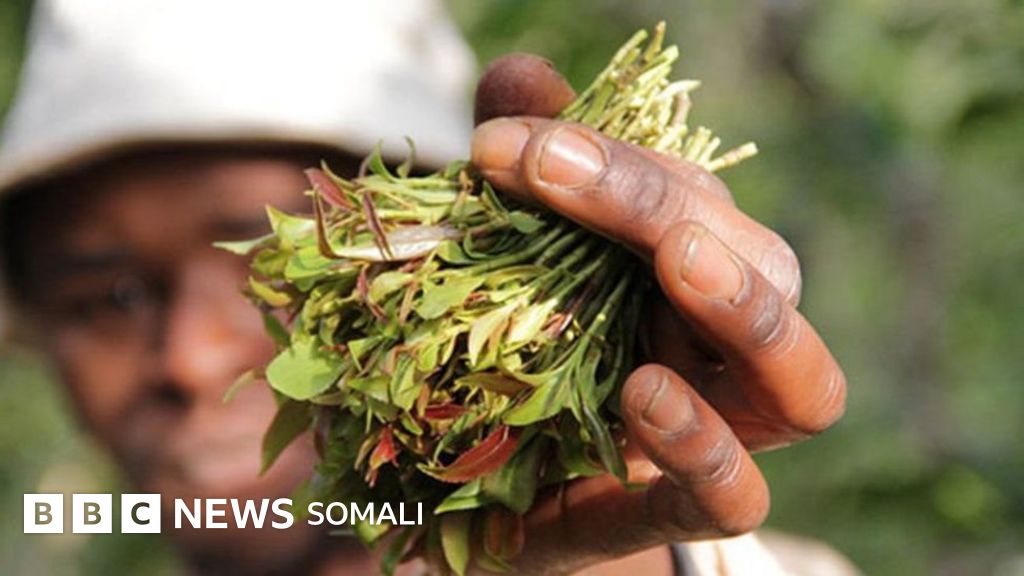 Ganacsiga Qaadka: Dowladda Soomaaliya oo ka hadashay warka ku saabsan ...