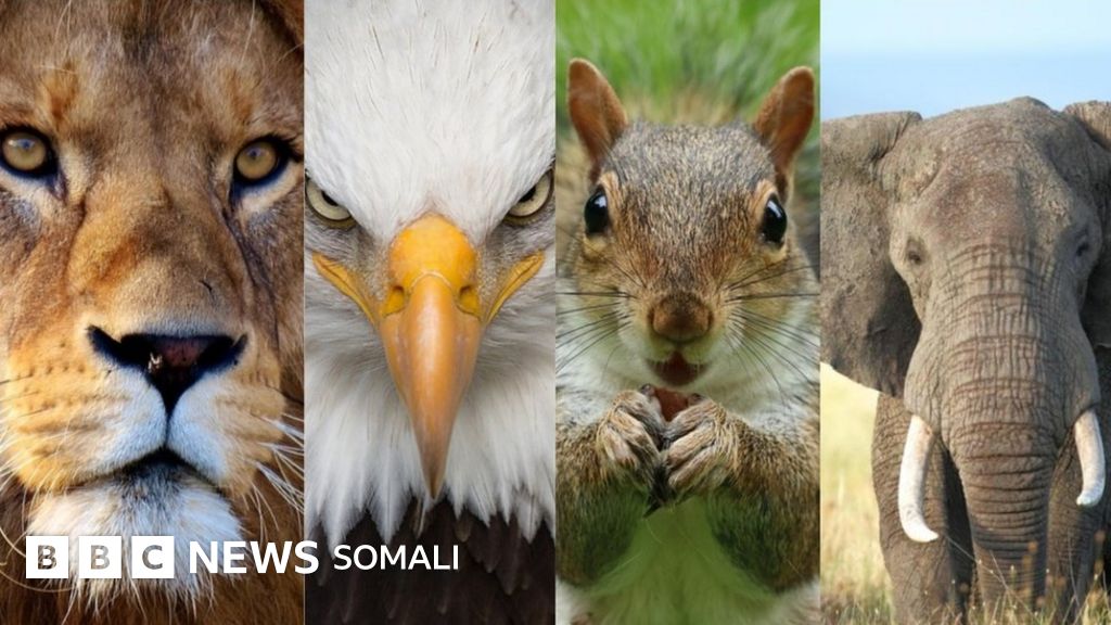 Maxaad ka taqaanaa xayawaanada qeybta ka ah koobka Afrika ee AFCON ...