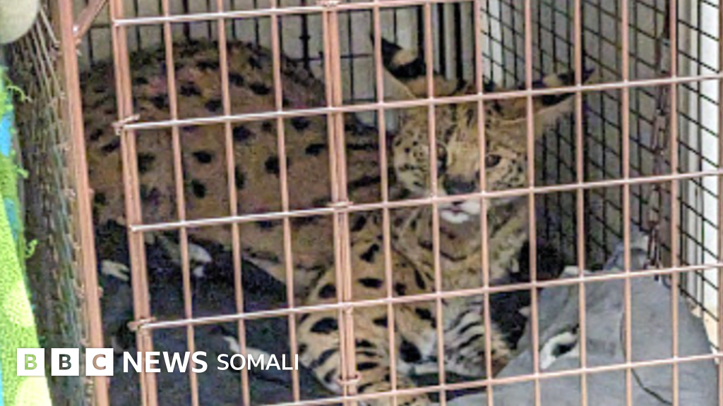 Mareykanka: Mukulaal duureed maandooriyaha ‘Cocaine’ laga helay - BBC ...