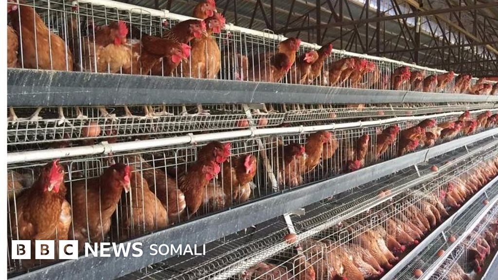 Xero digaaga lagu xanaaneeyo oo Muqdisho laga hirgaliyay - BBC News Somali