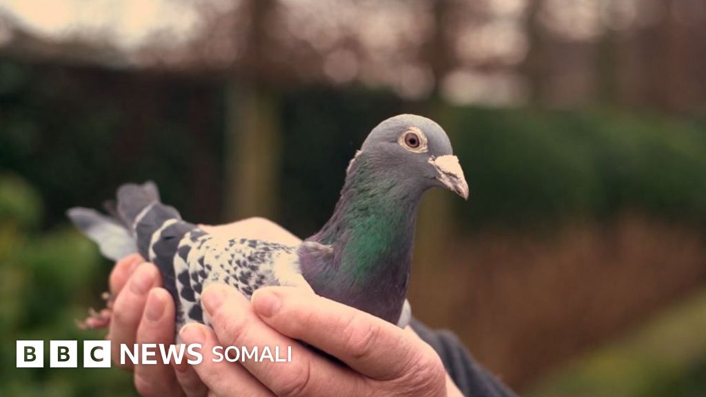 Shimbir lagu kala iibsaday malaayiin doolar - BBC News Somali