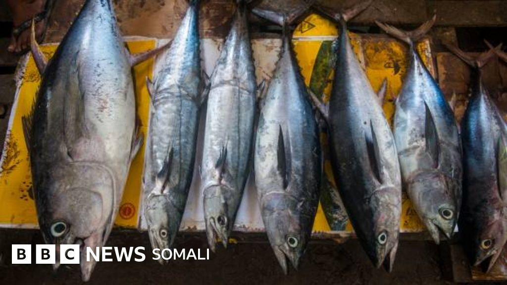 kalluumeysatada Kenya oo ka hadlay heshiiskii is weydaarsiga kalluunka ...