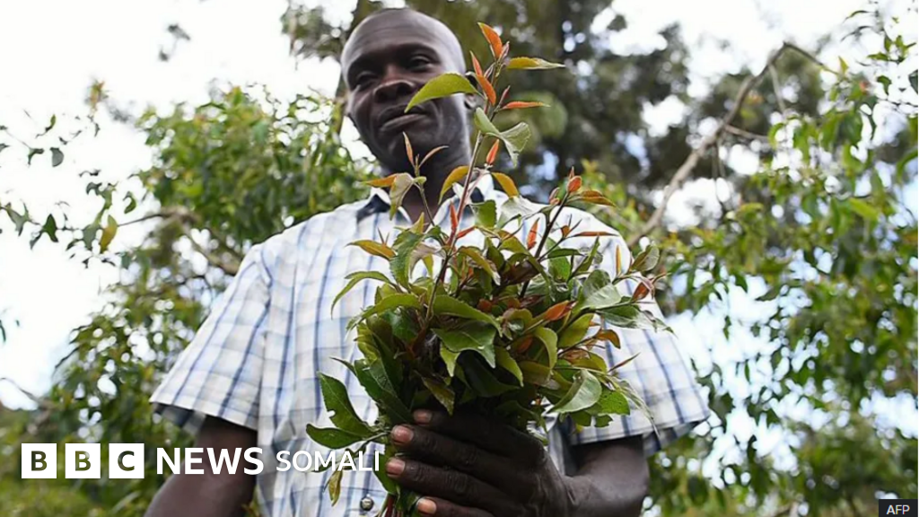 Qaad ay Soomaalidu aad u cunto oo Kenya laga joojiyay iyo muran ka ...