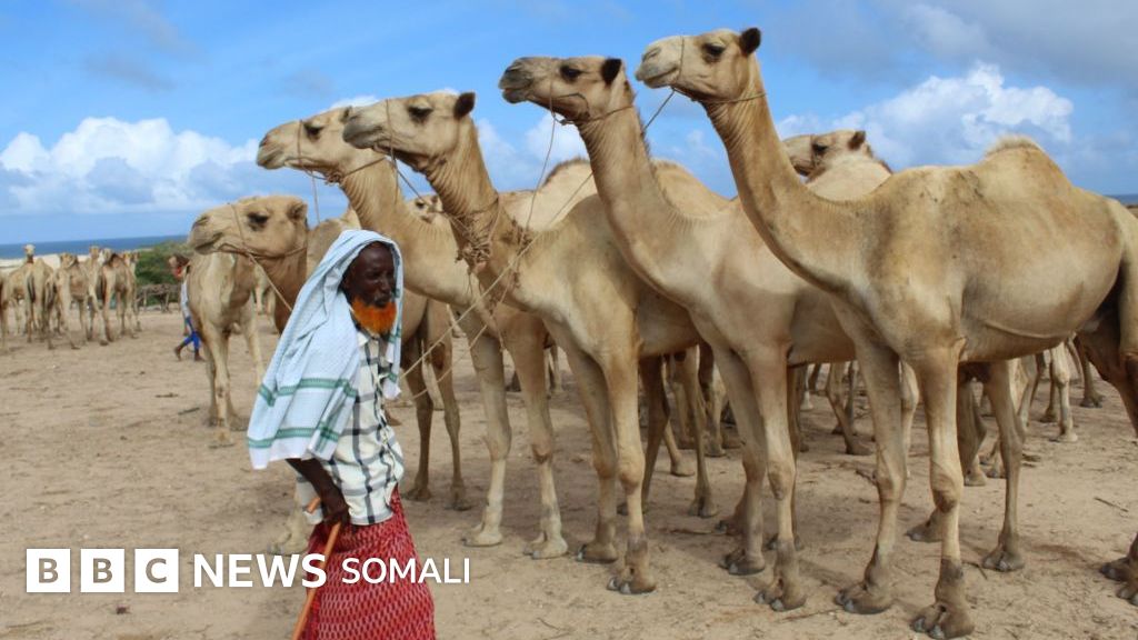 ‘Cabsi ugama qabno cudurka kudka xoolaha Soomaalida’: Dhakhaatiirta ...