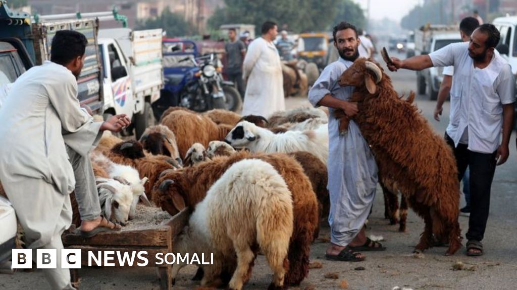 Shimbiraha ma la sadaqayn karaa? Fatwo muran ka dhalisay dalka Masar ...