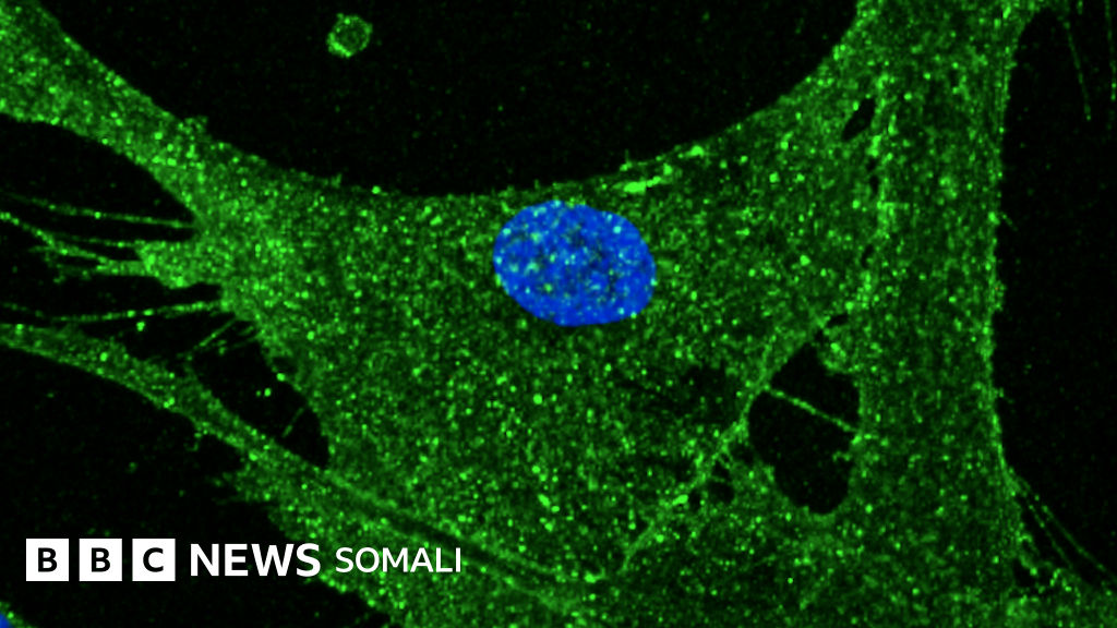 Teknooloojiyad maqaarka qofka weyn dhalinyaranimo u soo celineyso oo la ...