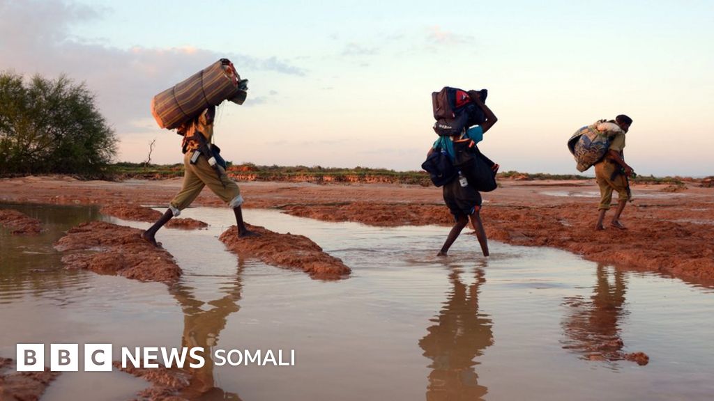 Saameynta ka dhalatay Fatahaadda webiga Shabeelle oo korodhay - BBC ...