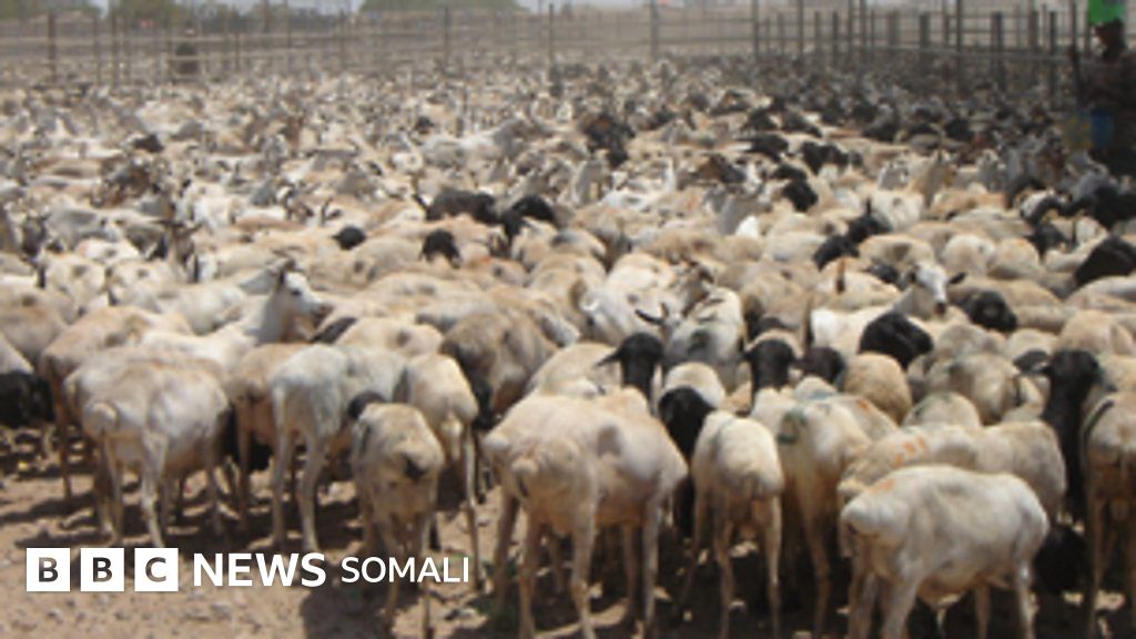 Saamaynta xayiraada xoolaha Soomaalida - BBC News Somali